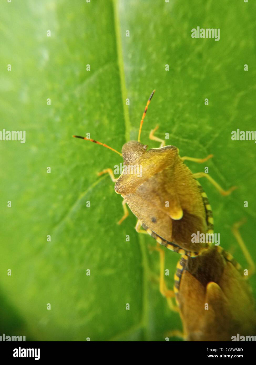 Peribalus strictus hi-res stock photography and images - Alamy