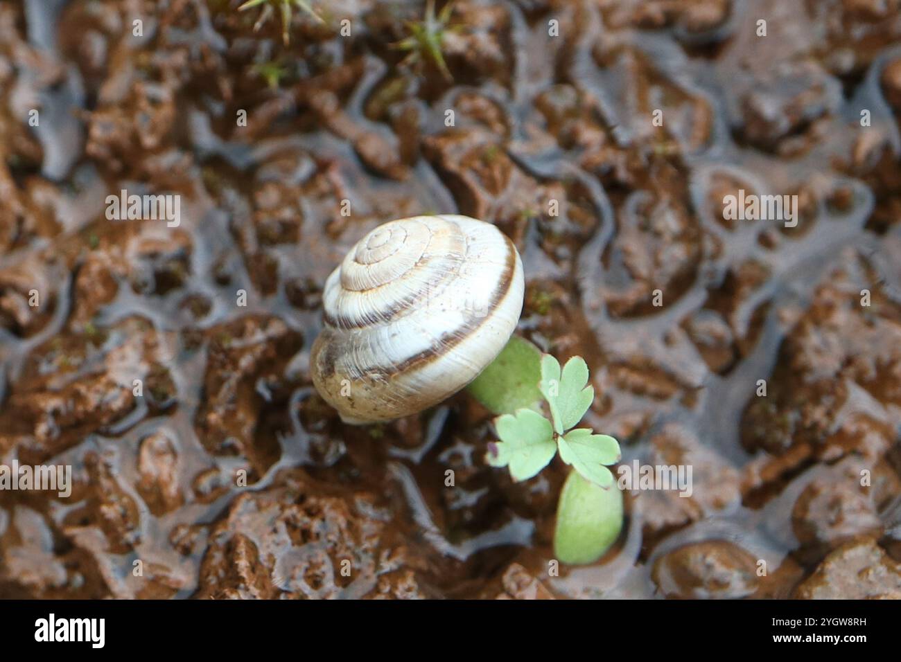 Candidula unifasciata hi-res stock photography and images - Alamy