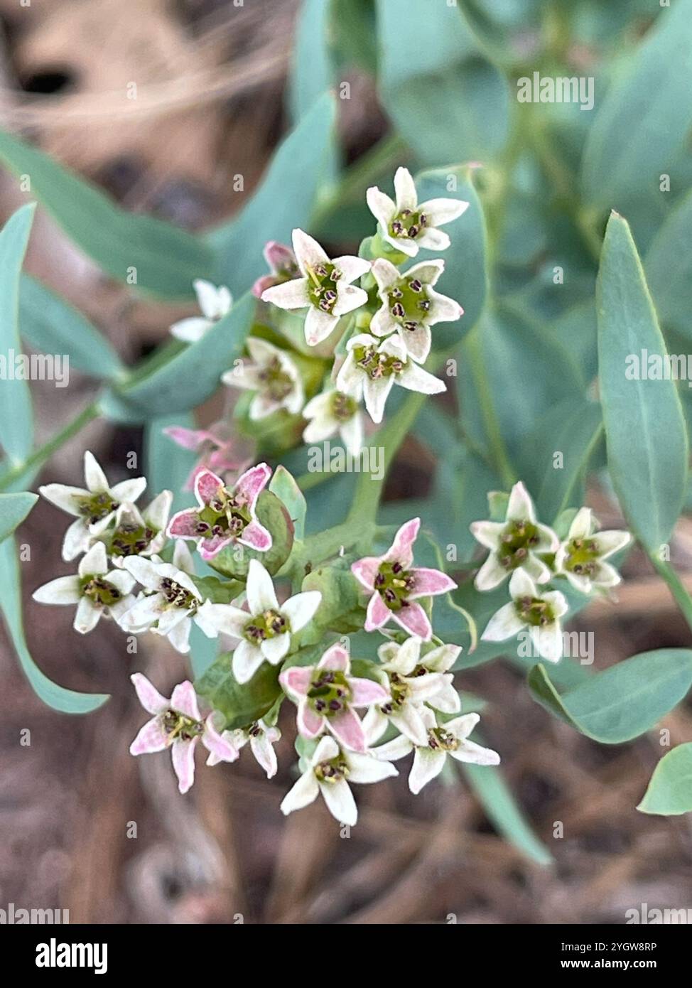 bastard toadflax (Comandra umbellata Stock Photo - Alamy