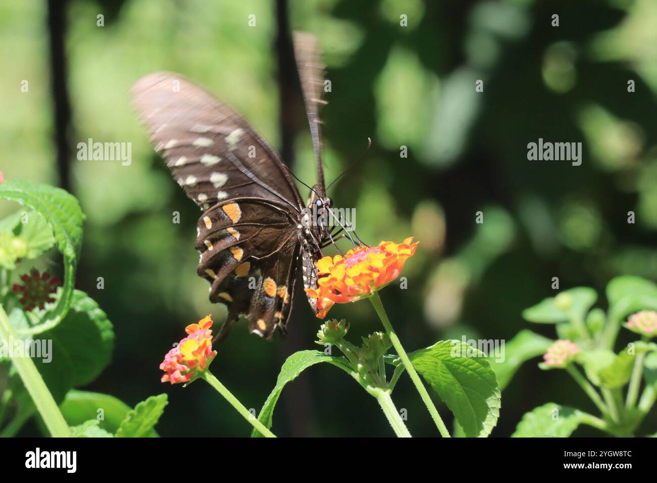 Spicebush Swallowtail (Papilio troilus Stock Photo - Alamy