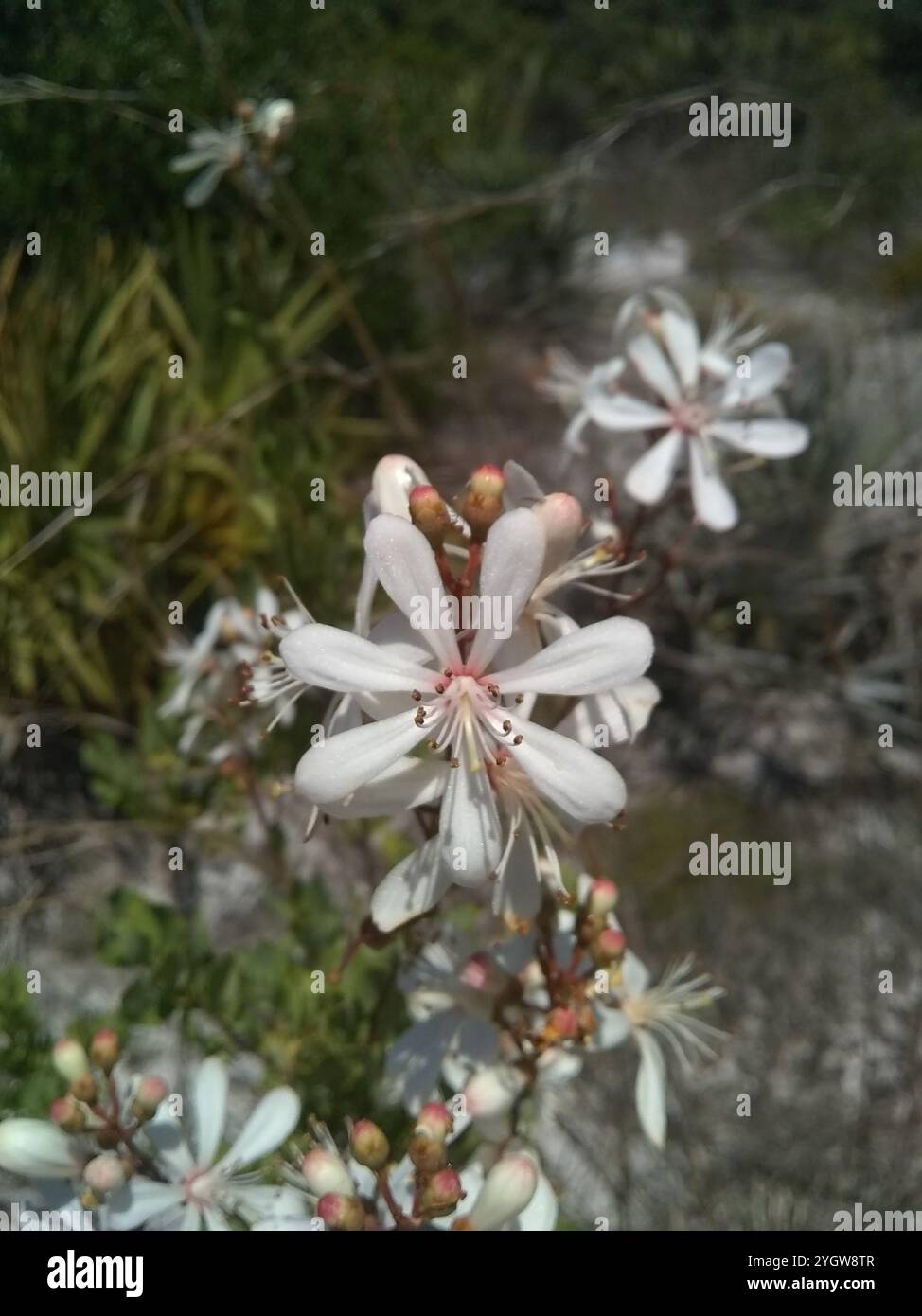 Tarflower (Bejaria racemosa Stock Photo - Alamy