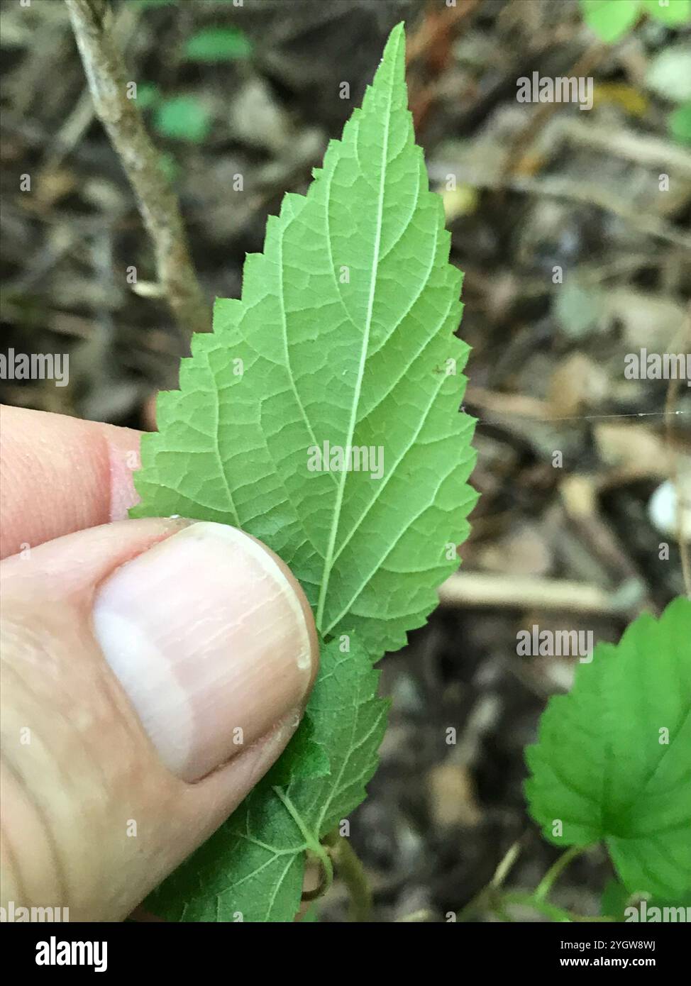 Texas mulberry (Morus microphylla Stock Photo - Alamy