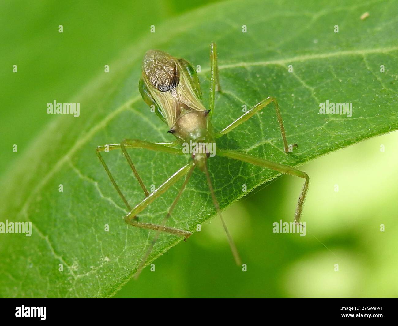 Pale green assassin bug zelus luridus hi-res stock photography and ...