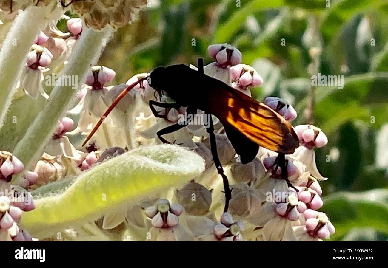 Thisbe's Tarantula-hawk Wasp (Pepsis thisbe Stock Photo - Alamy
