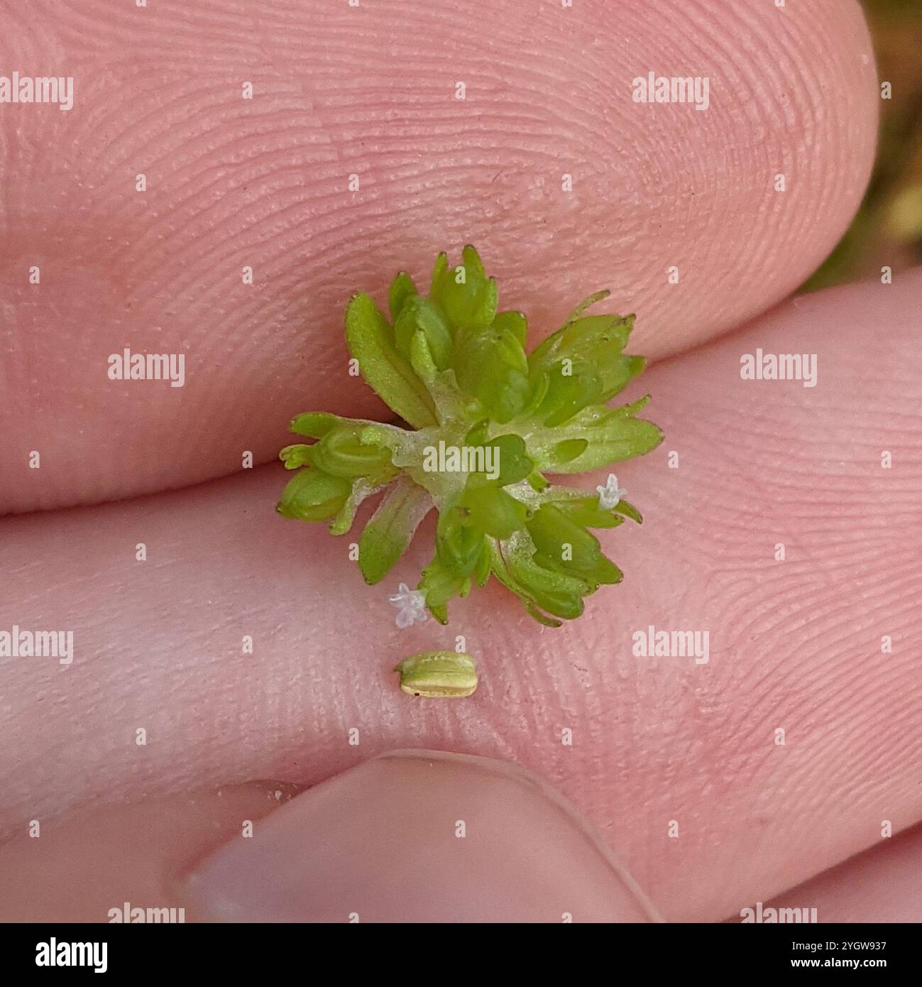 Valerianella carinata hi-res stock photography and images - Alamy