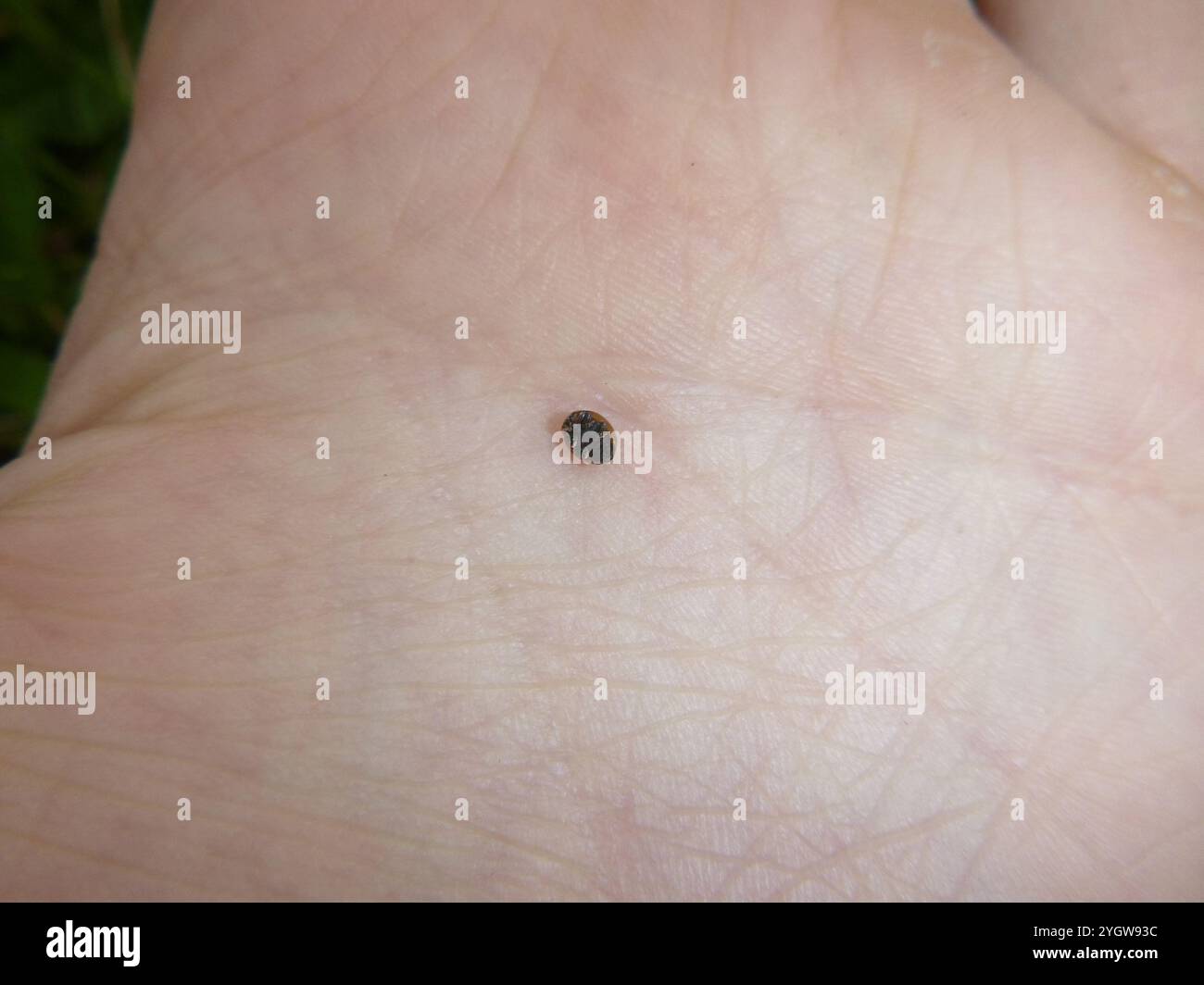 Cynegetis impunctata hi-res stock photography and images - Alamy