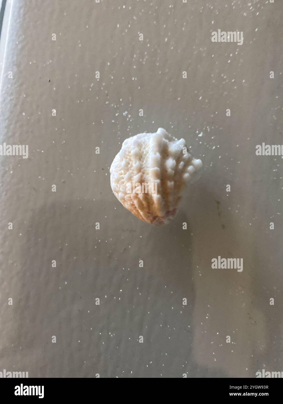 Spiny jewel box hi-res stock photography and images - Alamy