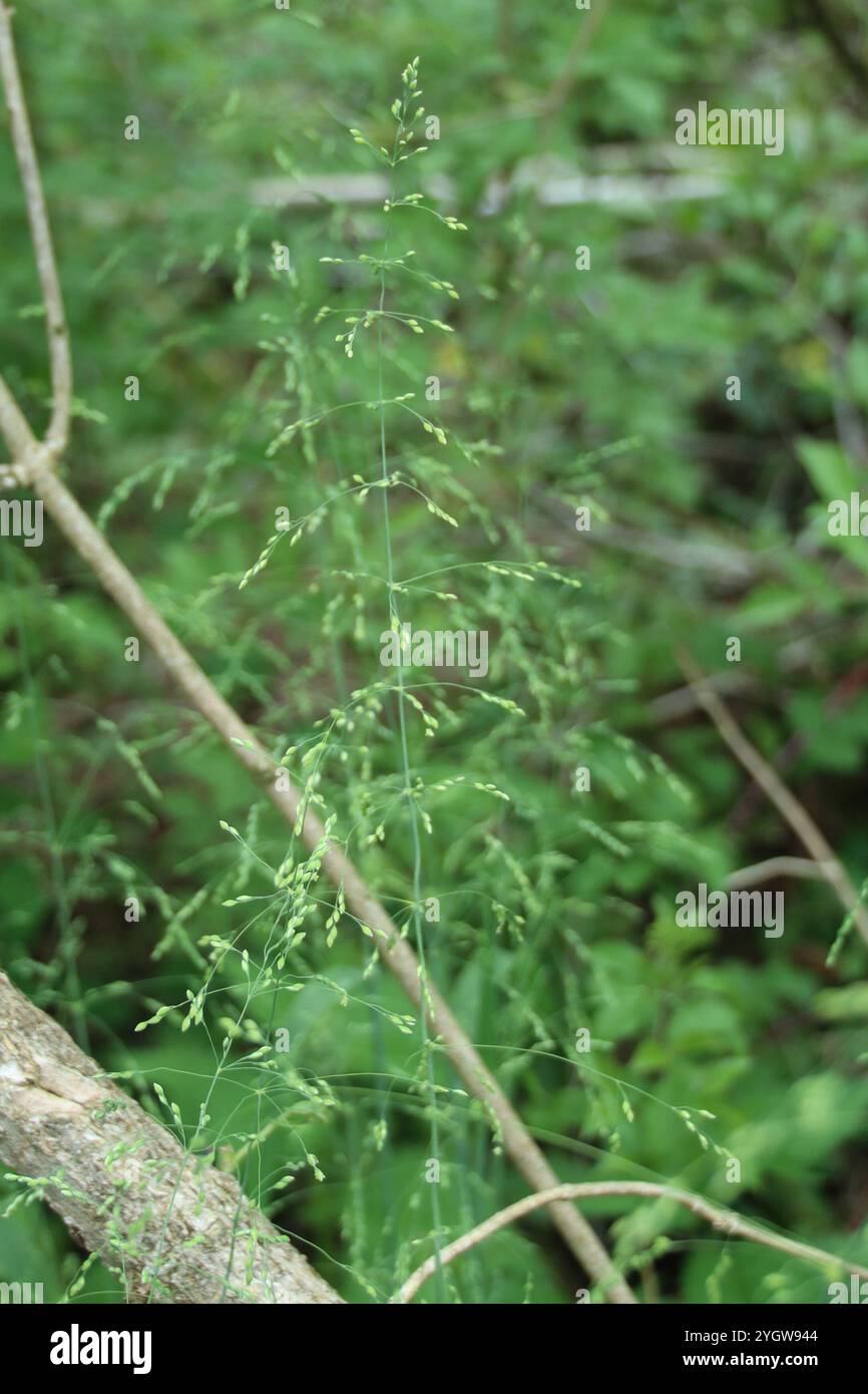 Wood Millet (Milium effusum Stock Photo - Alamy