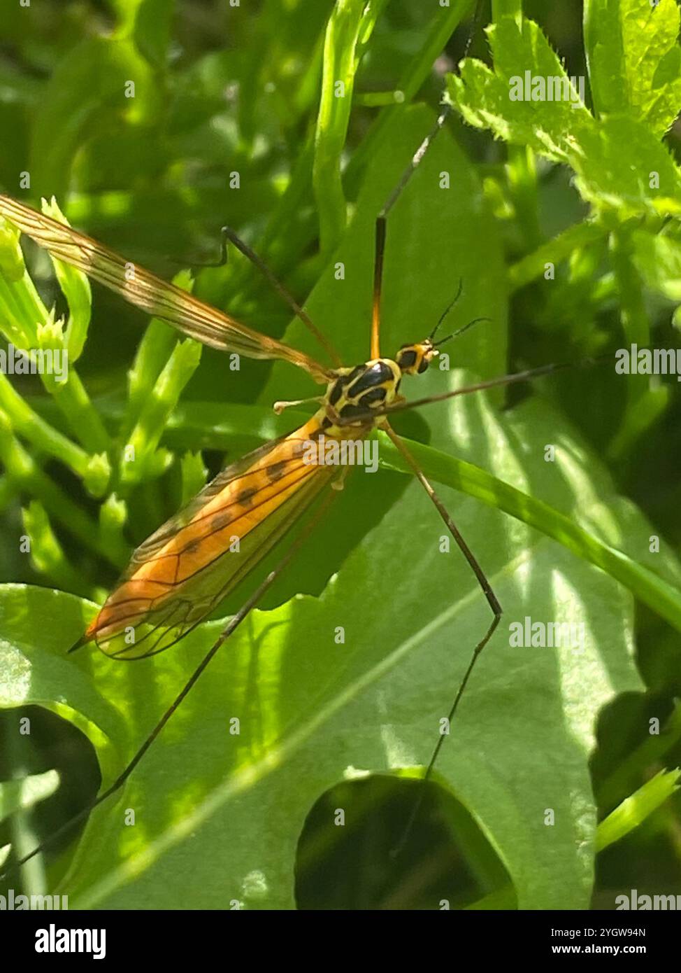 Spotted Cranefly (Nephrotoma appendiculata Stock Photo - Alamy