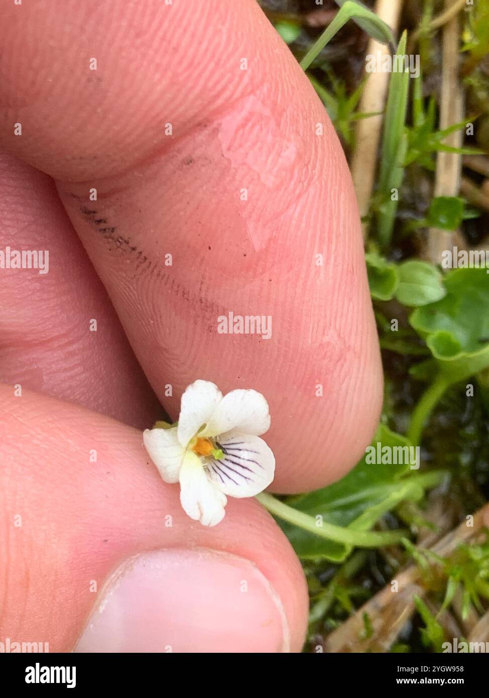 northern white violet (Viola minuscula Stock Photo - Alamy