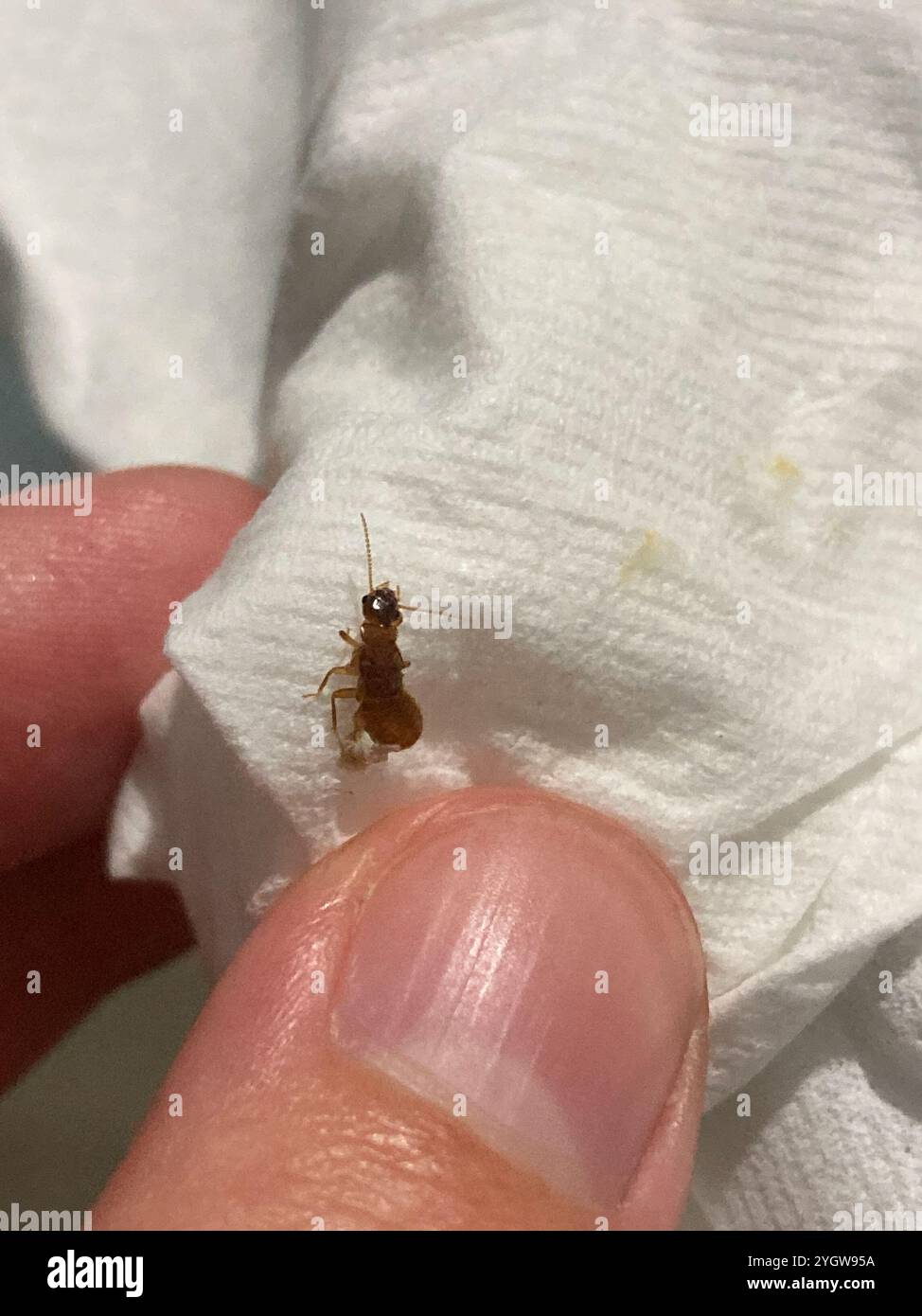 Formosan subterranean termite (Coptotermes formosanus Stock Photo - Alamy