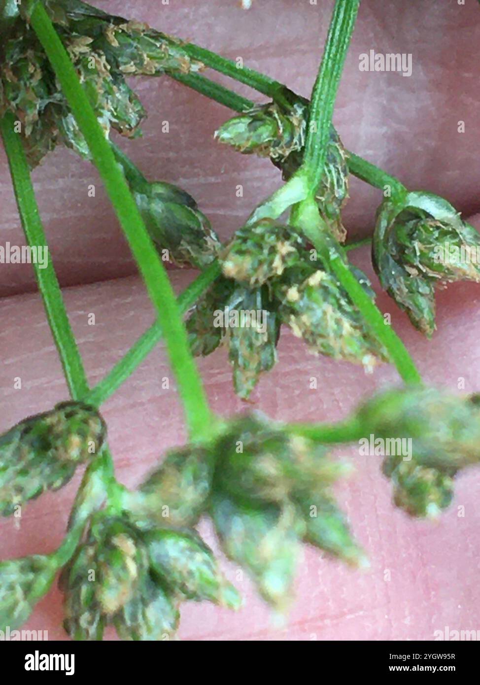 Panicled Bulrush (Scirpus microcarpus Stock Photo - Alamy