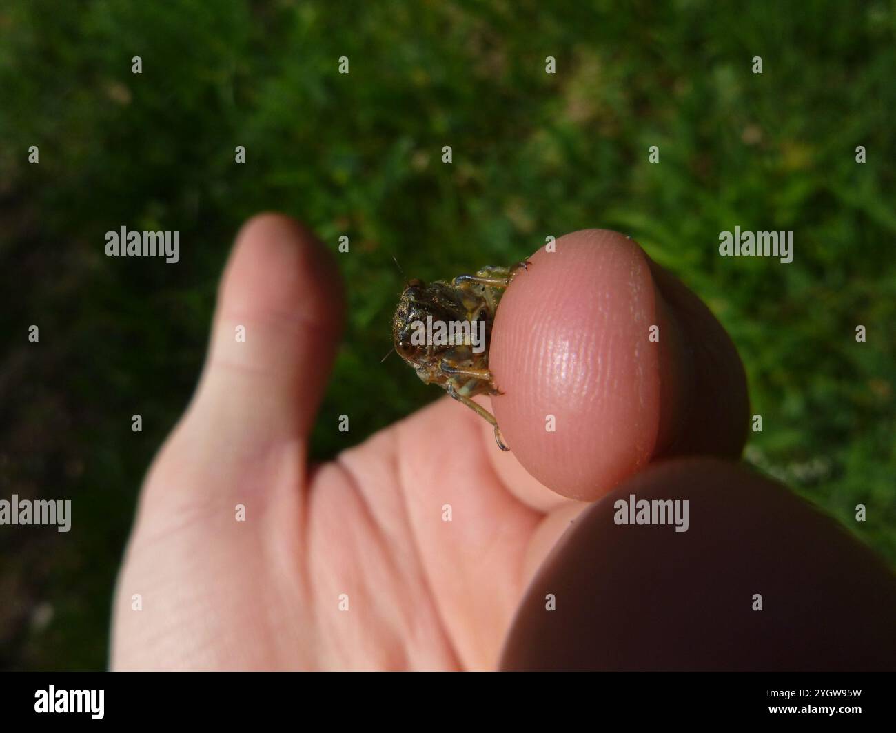 small grass cicadas (Cicadetta Stock Photo - Alamy