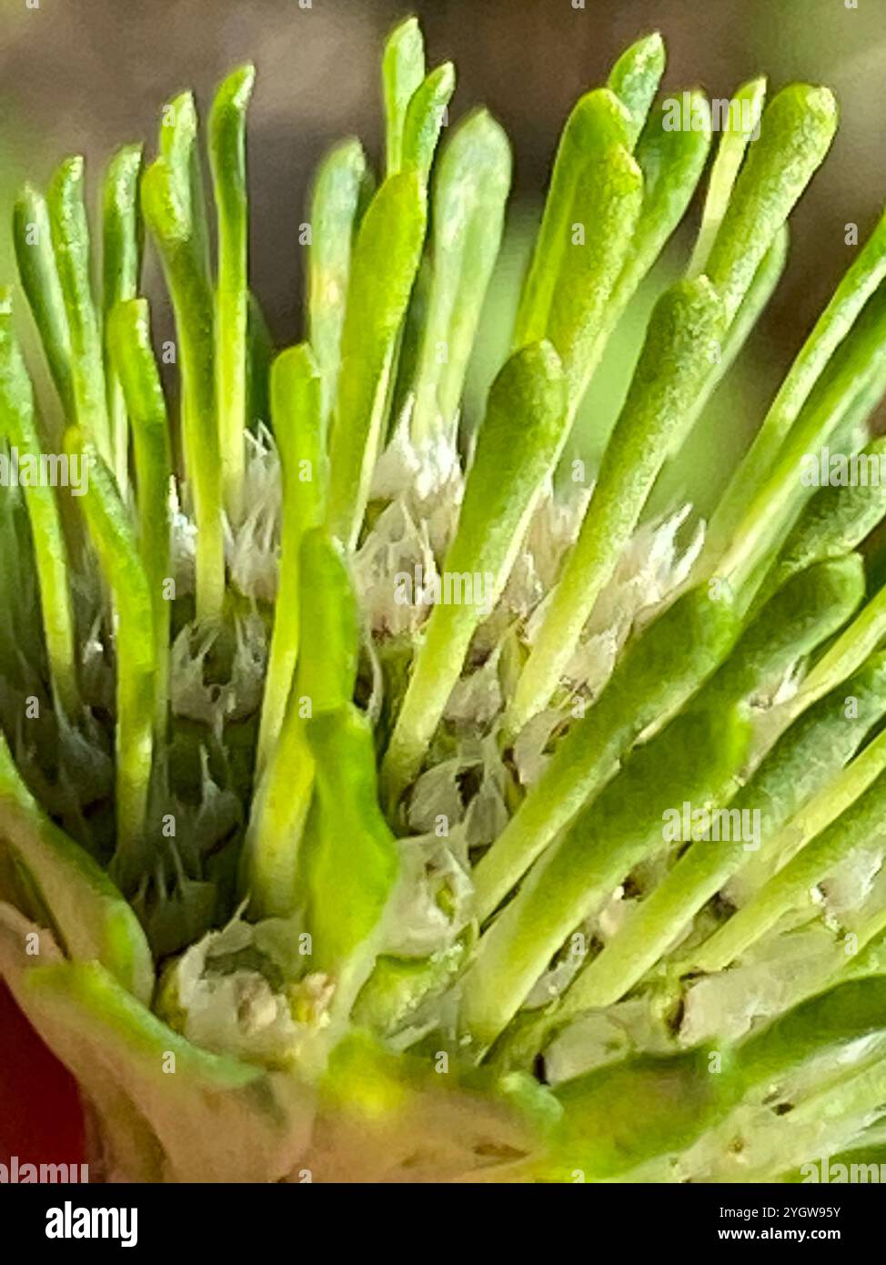 Marshallia obovata hi-res stock photography and images - Alamy