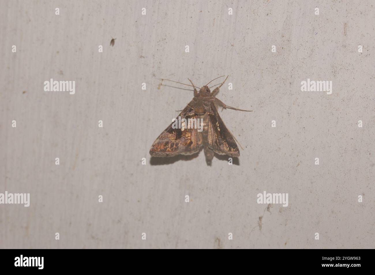 Soybean looper moth hi-res stock photography and images - Alamy