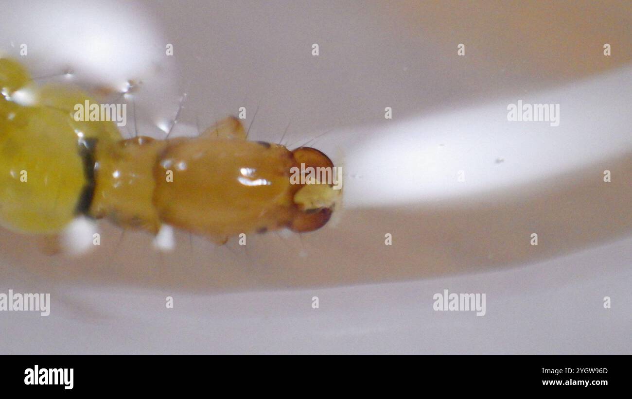 Little Black Caddisflies (Chimarra Stock Photo - Alamy
