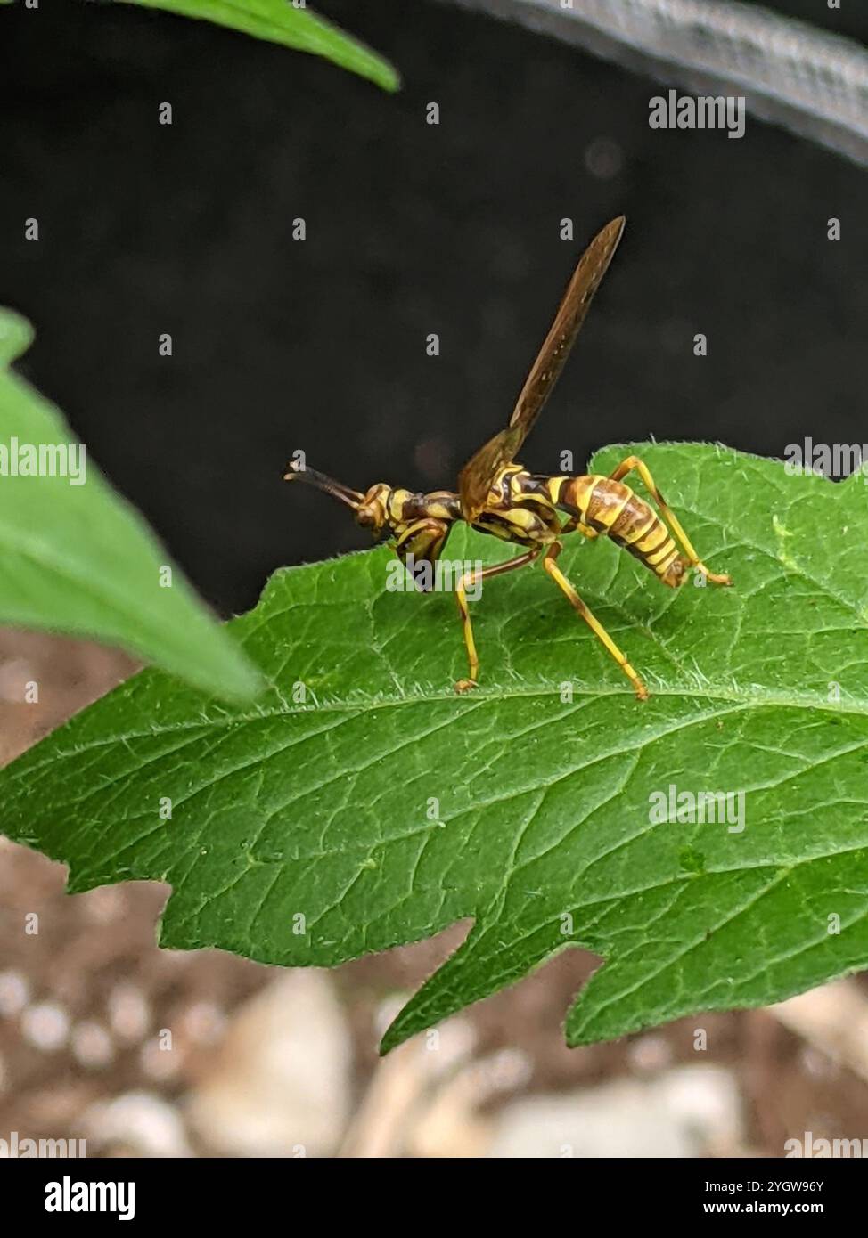 Brown Wasp Mantidfly (Climaciella brunnea Stock Photo - Alamy