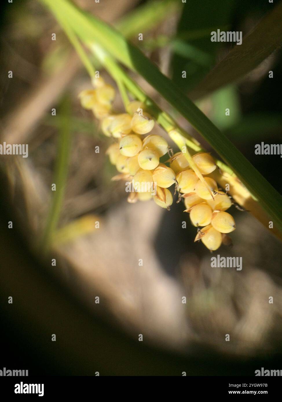golden sedge (Carex aurea Stock Photo - Alamy