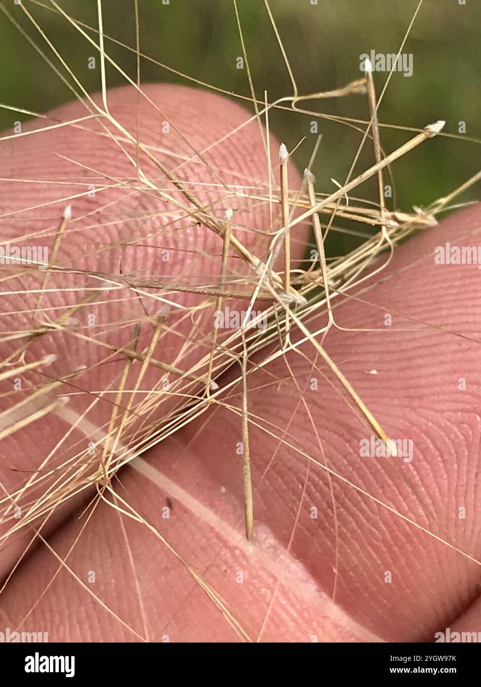 Purple Threeawn (Aristida purpurea Stock Photo - Alamy