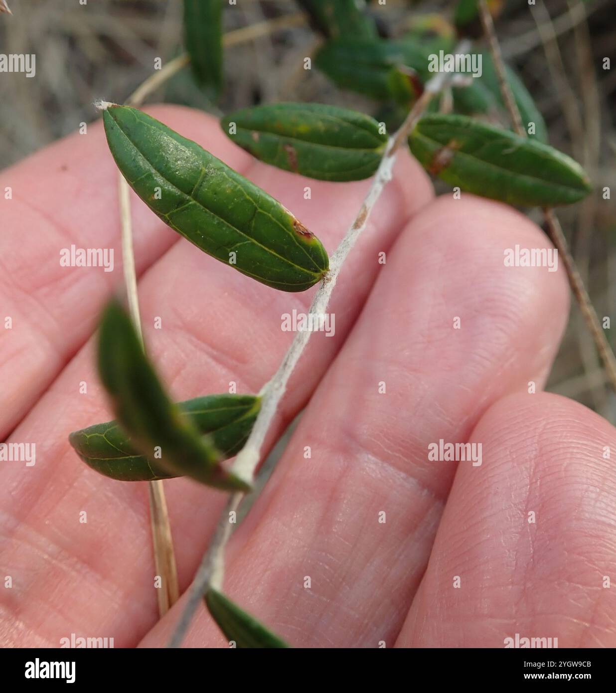 Bushman Tea (Athrixia phylicoides Stock Photo - Alamy