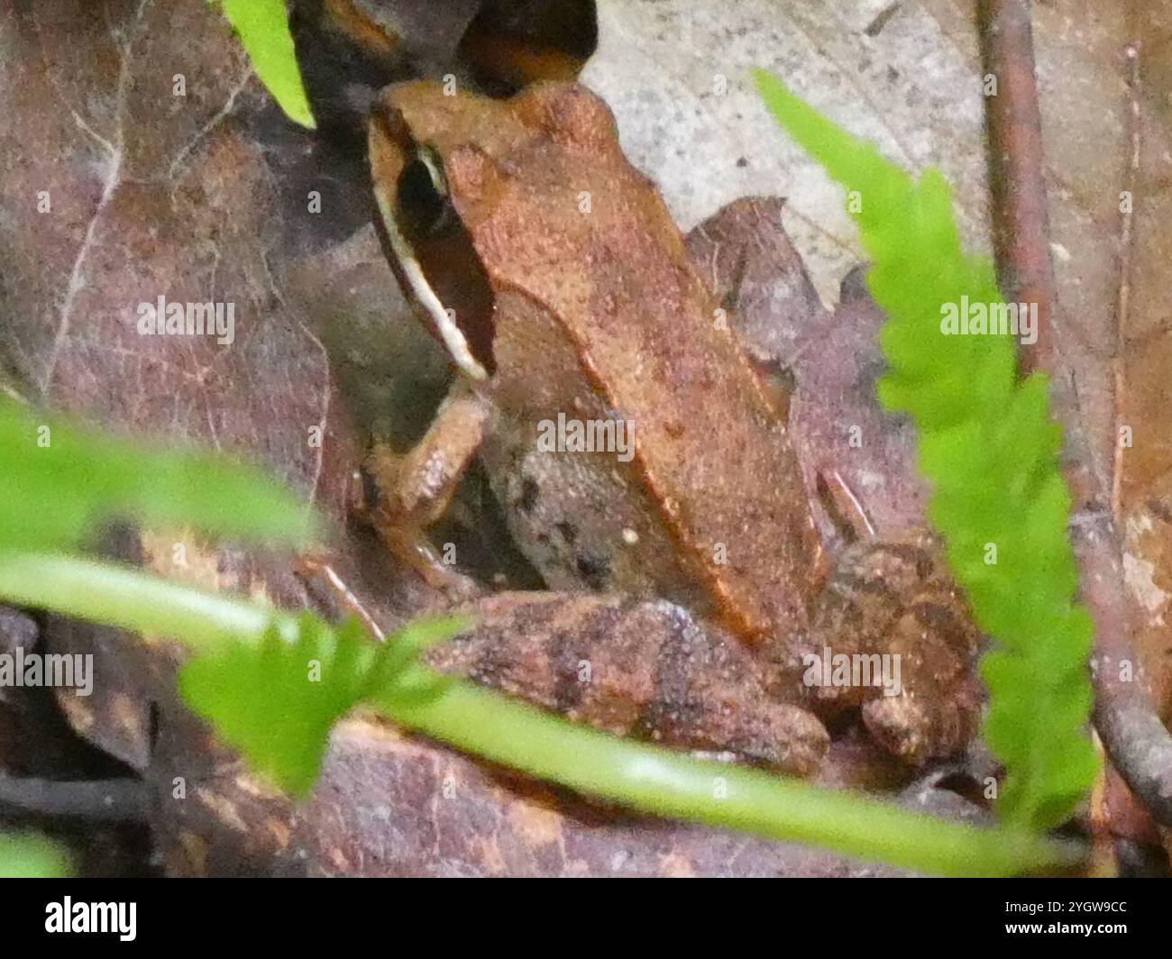 Wood Frog (Lithobates sylvaticus Stock Photo - Alamy