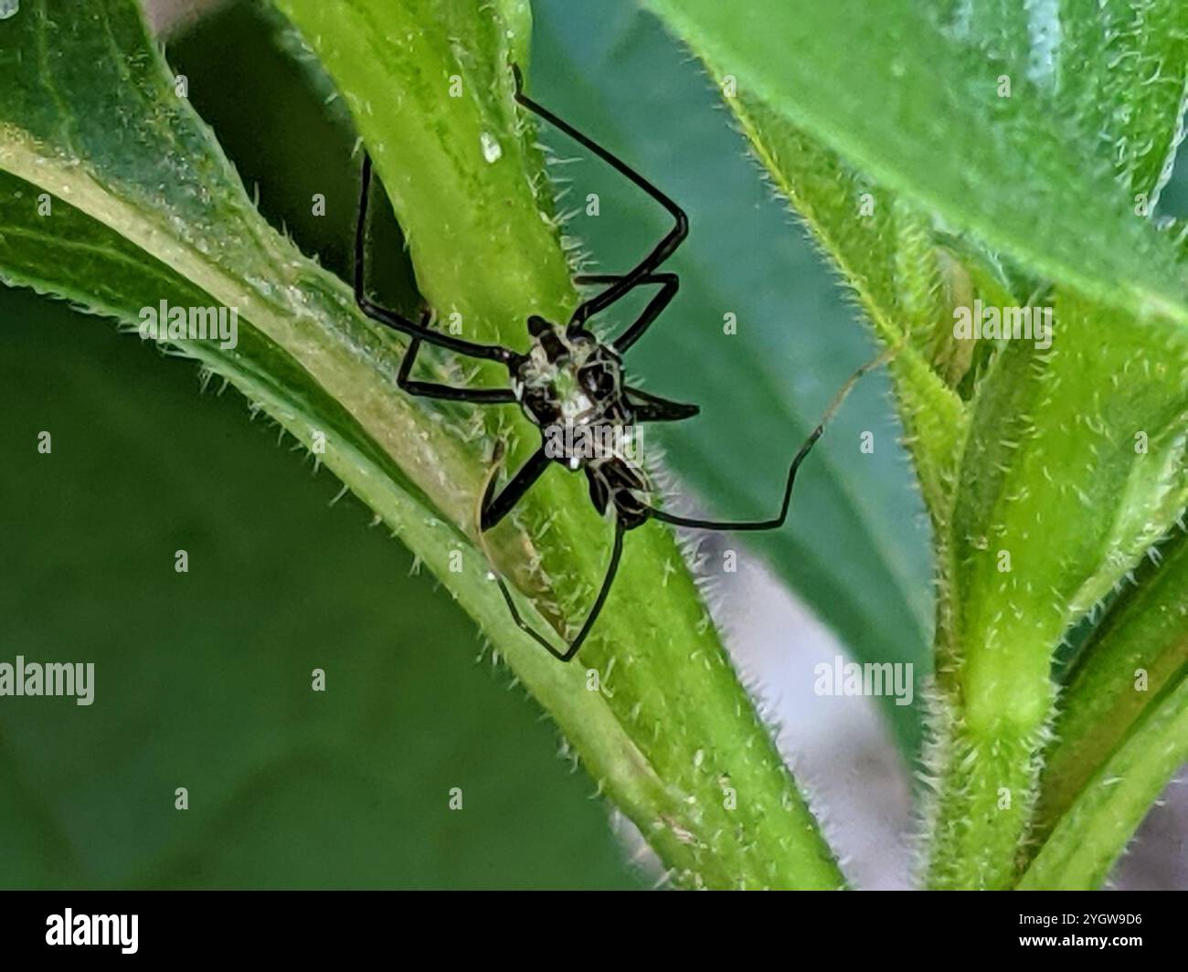 North American Wheel Bug (Arilus cristatus Stock Photo - Alamy