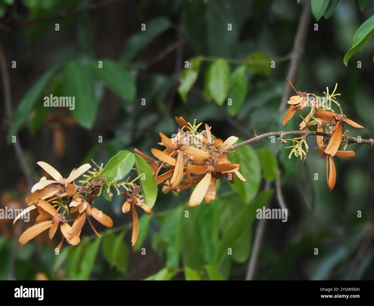 Hiptage (Hiptage benghalensis Stock Photo - Alamy