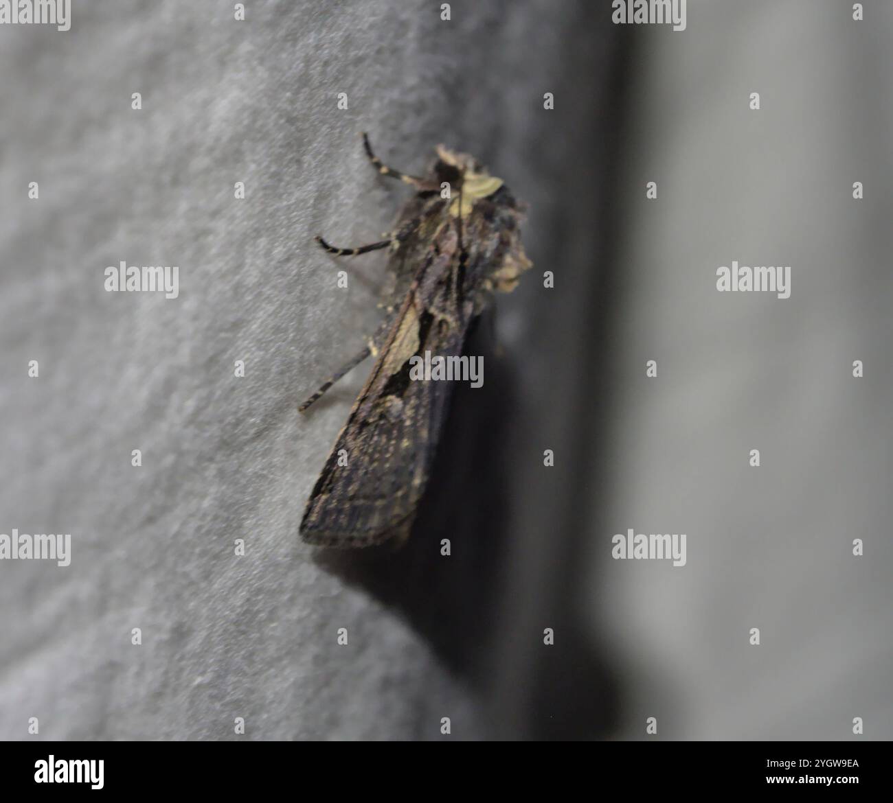 Setaceous Hebrew Character (Xestia c-nigrum Stock Photo - Alamy