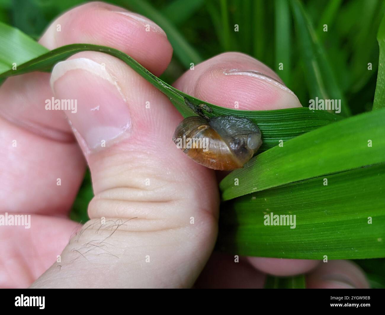Amber Snails (Succineidae Stock Photo - Alamy