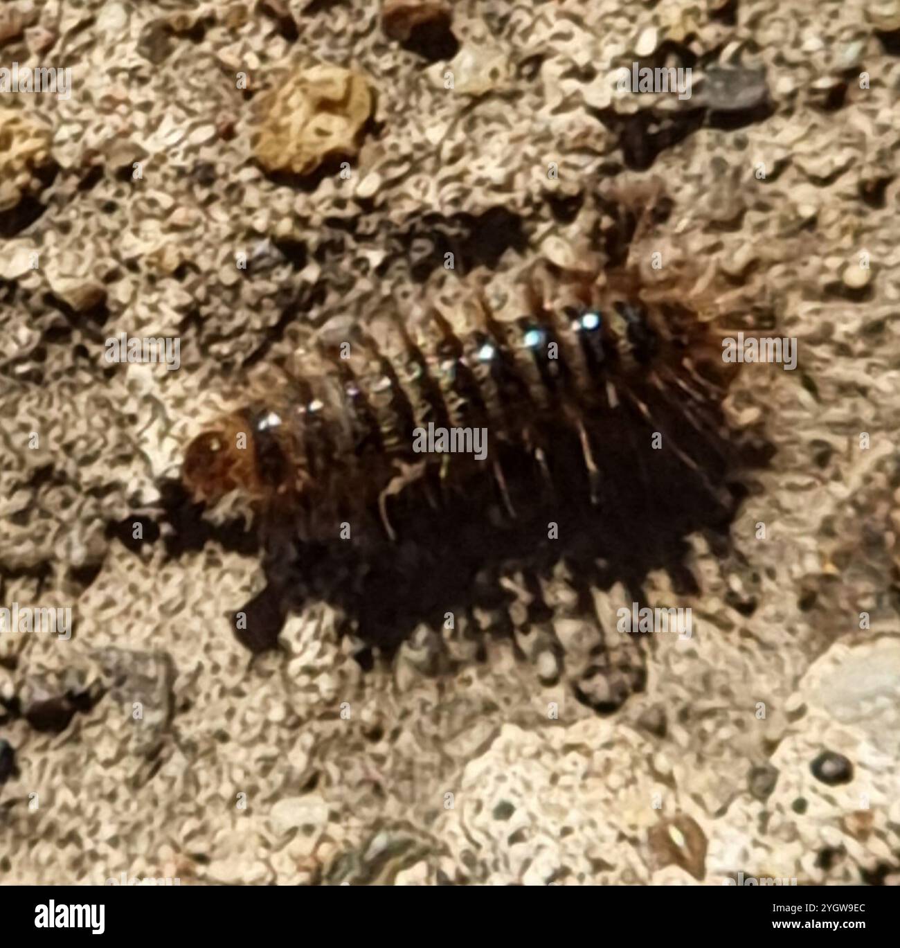 Water, Rove, Scarab, Long-horned, Leaf, and Snout Beetles (Polyphaga ...