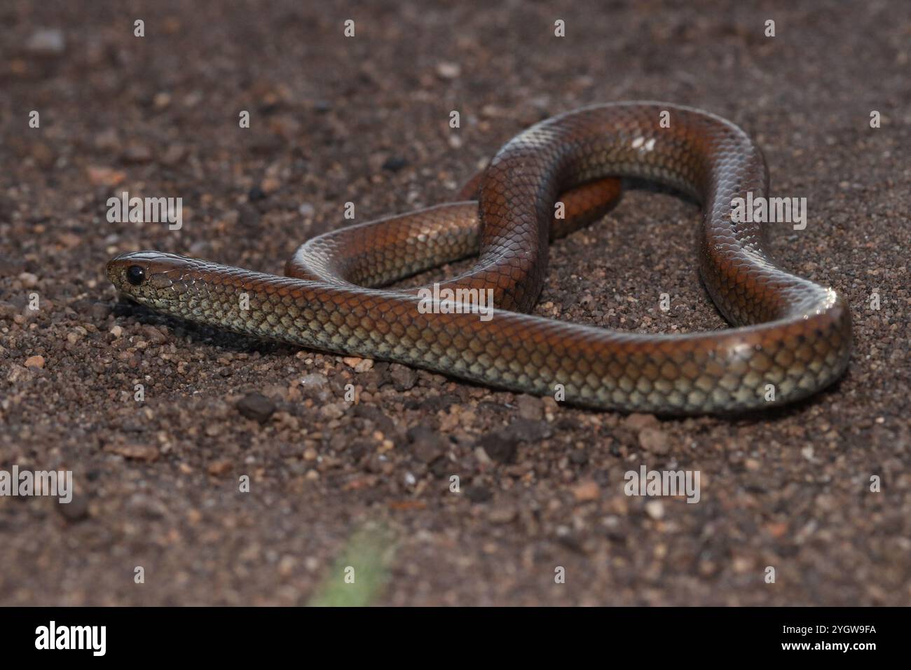 Common Slug-eater (Duberria lutrix Stock Photo - Alamy