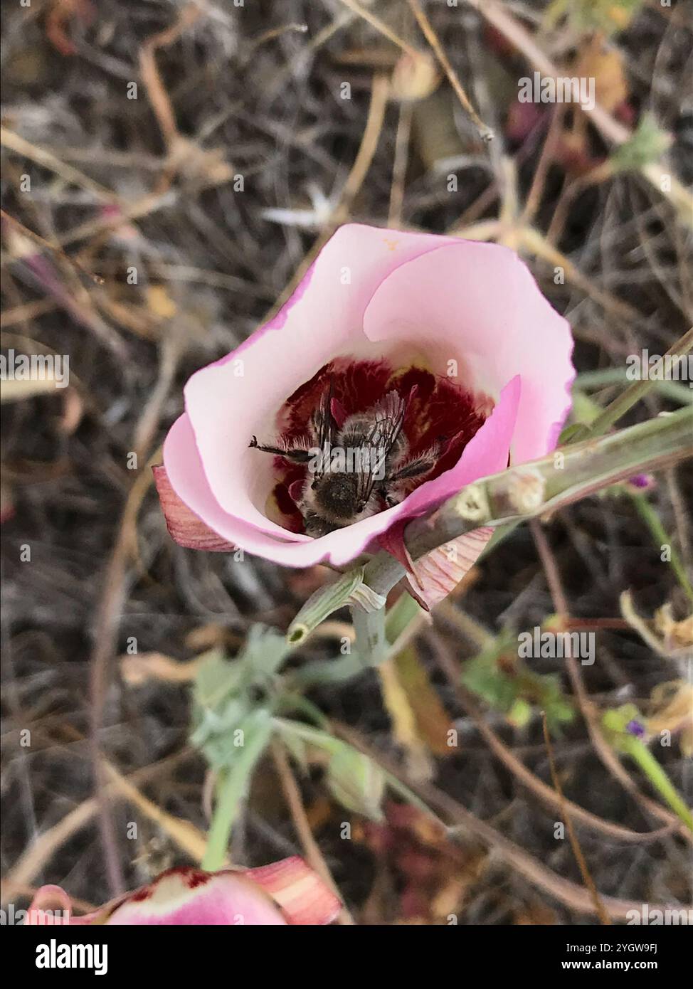 Bindweed Turret Bee (Diadasia bituberculata Stock Photo - Alamy