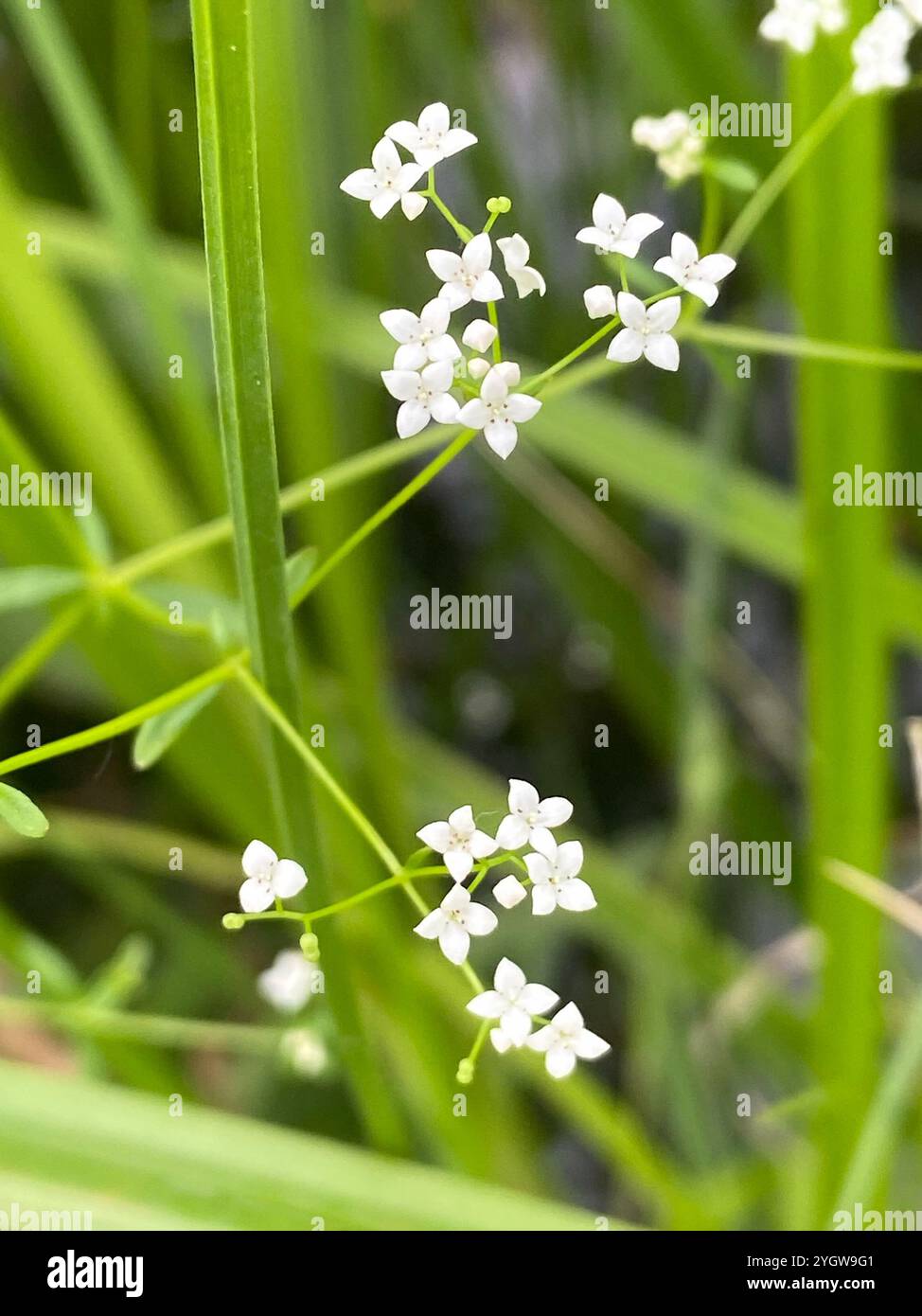 Common Marsh-bedstraw (Galium palustre Stock Photo - Alamy