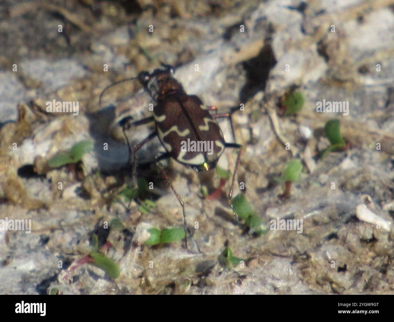 Bronzed Tiger Beetle (Cicindela repanda Stock Photo - Alamy