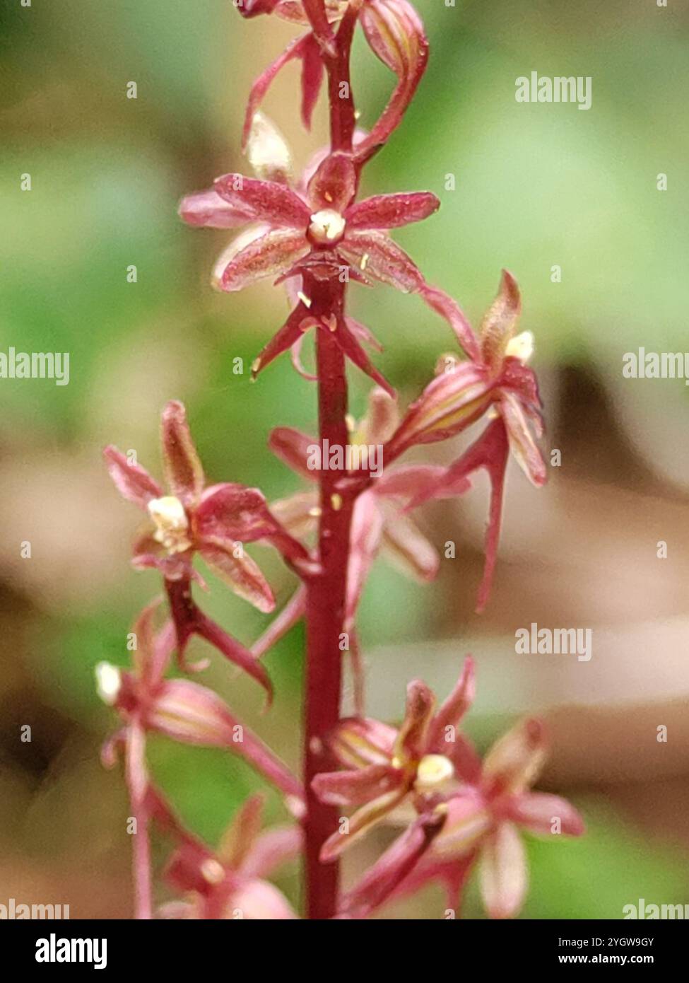 Heartleaf Twayblade (Neottia cordata Stock Photo - Alamy
