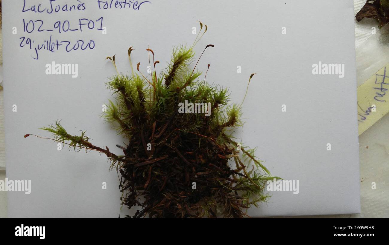 Dicranum polysetum hi-res stock photography and images - Alamy