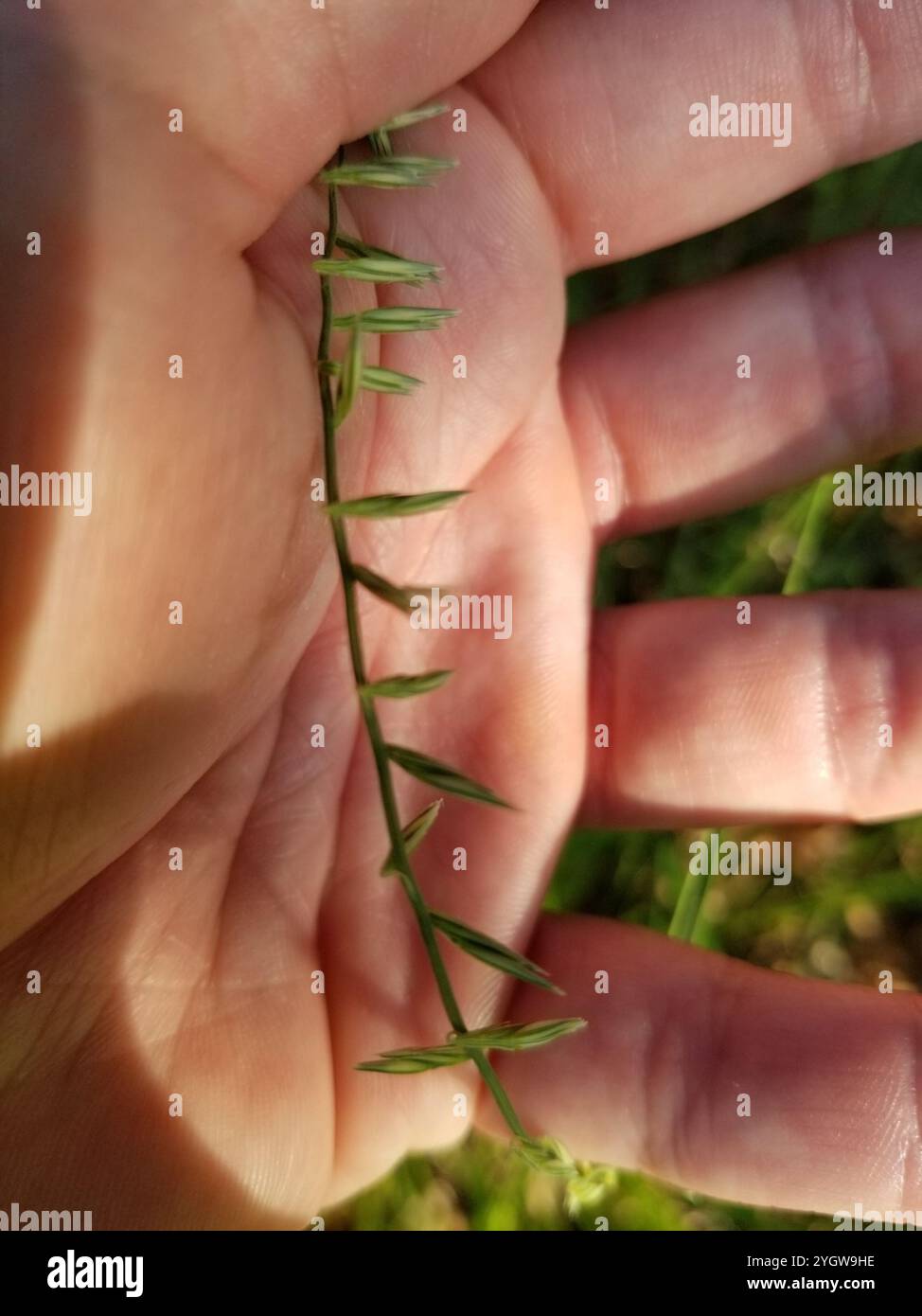 Sideoats Grama (Bouteloua curtipendula Stock Photo - Alamy