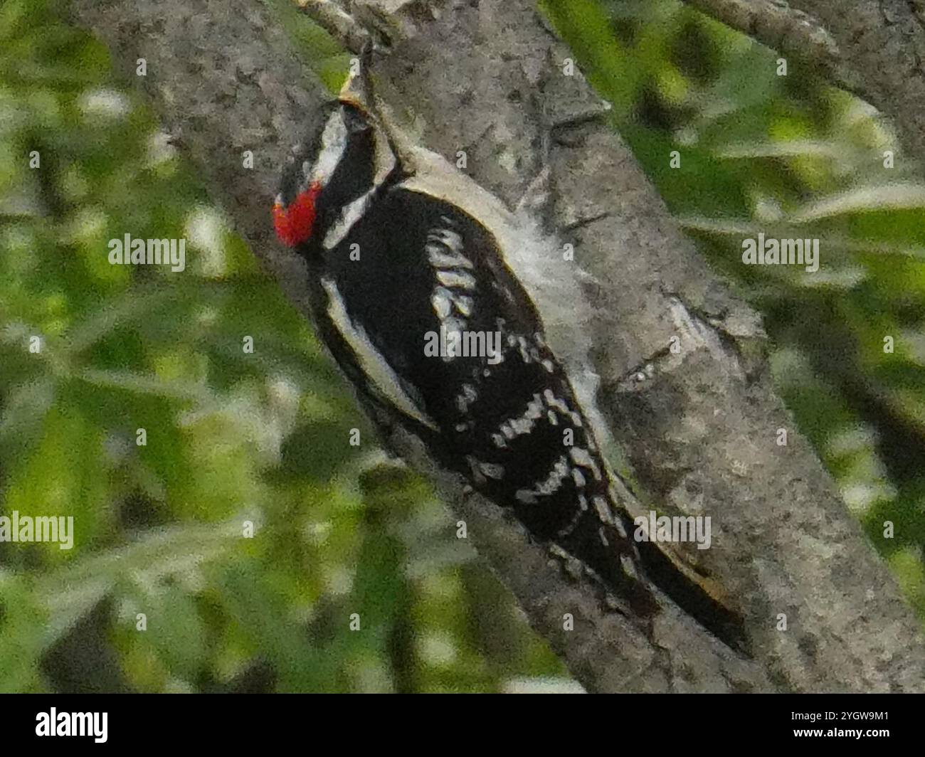 Downy Woodpecker (Dryobates pubescens Stock Photo - Alamy
