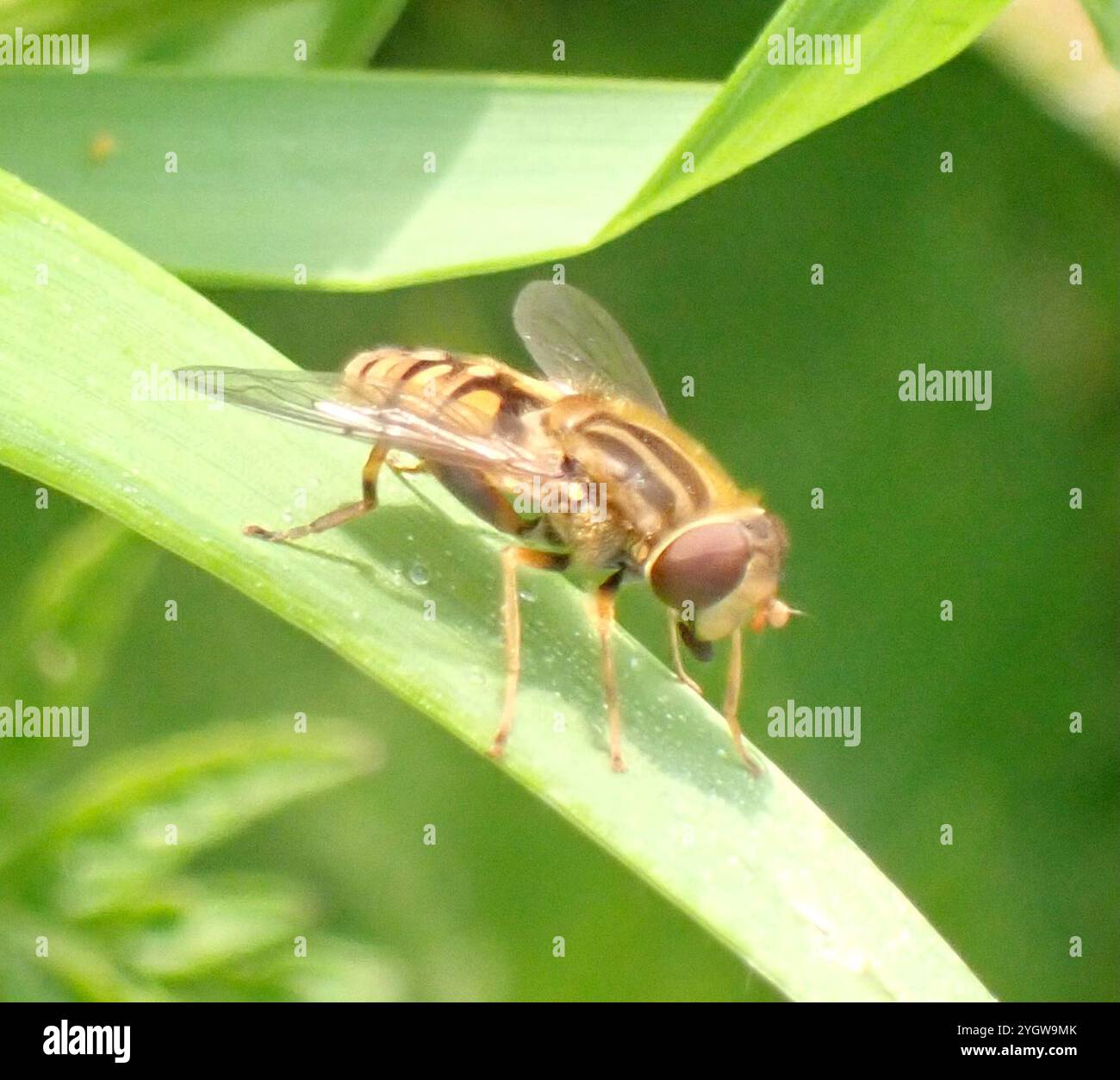 Bog Flies (Parhelophilus Stock Photo - Alamy