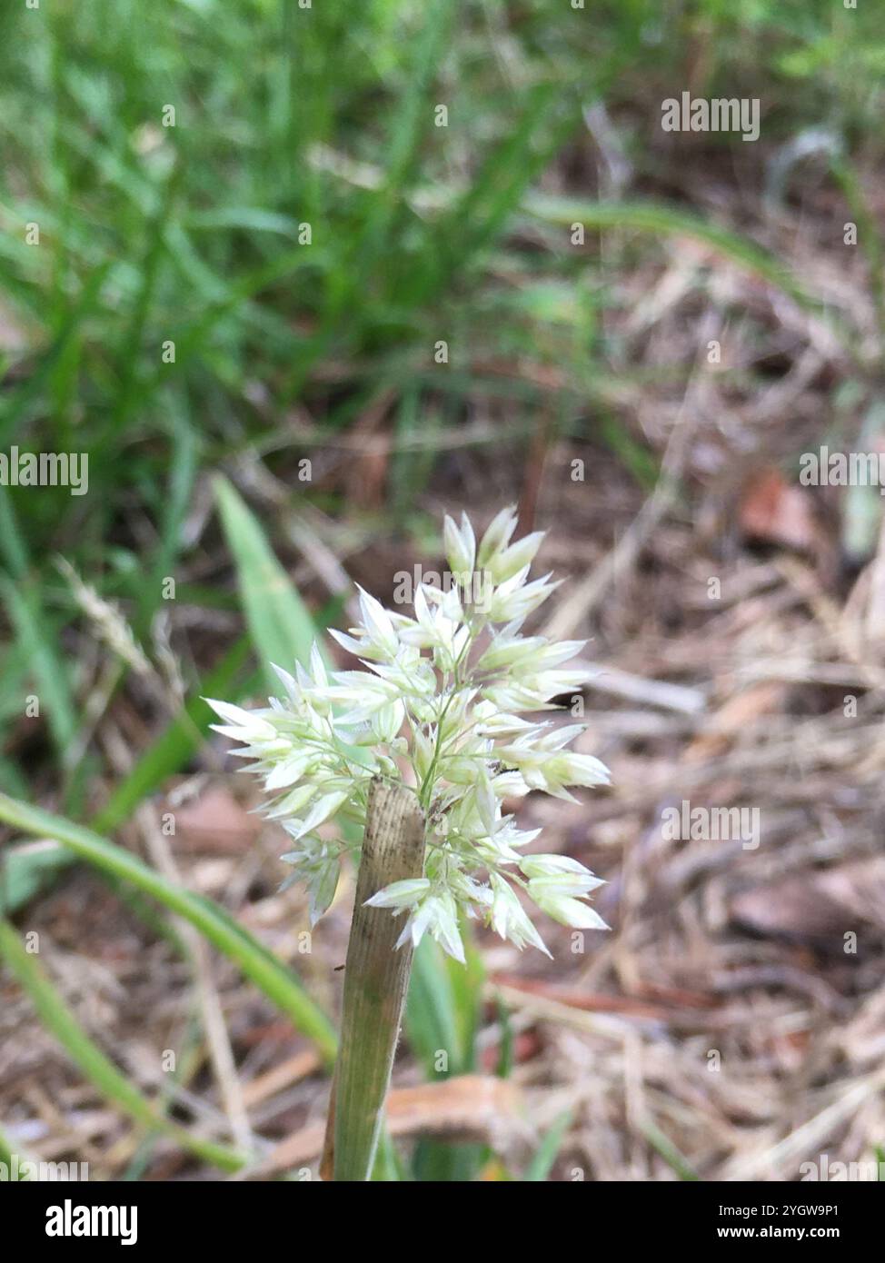 Yorkshire fog (Holcus lanatus Stock Photo - Alamy