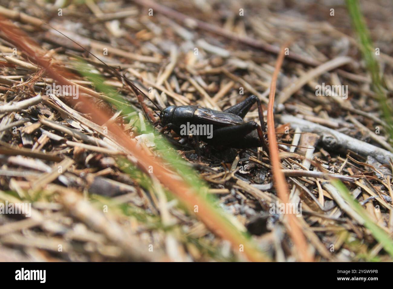 Robust Ground Crickets (Allonemobius Stock Photo - Alamy