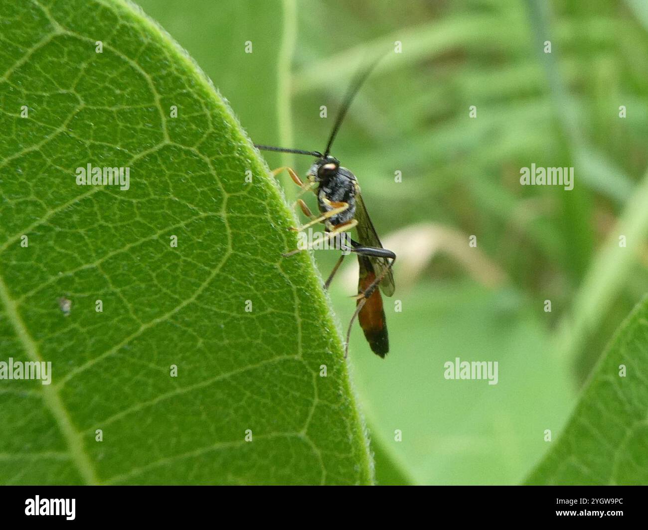 Ichneumonid Wasps (Ichneumonidae Stock Photo - Alamy