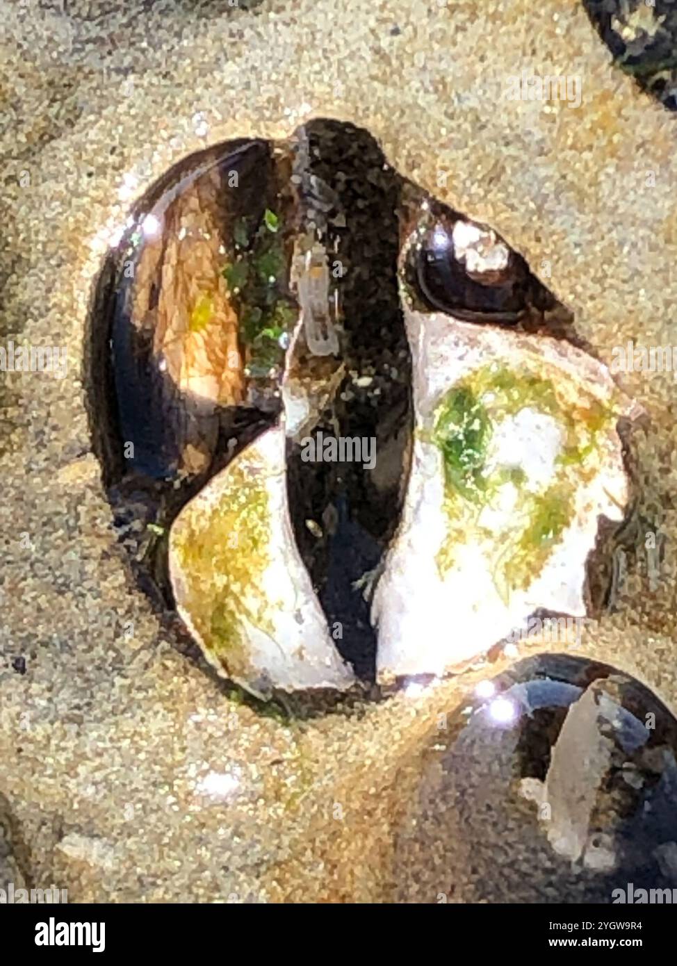Flat-tip Piddock (Penitella penita Stock Photo - Alamy