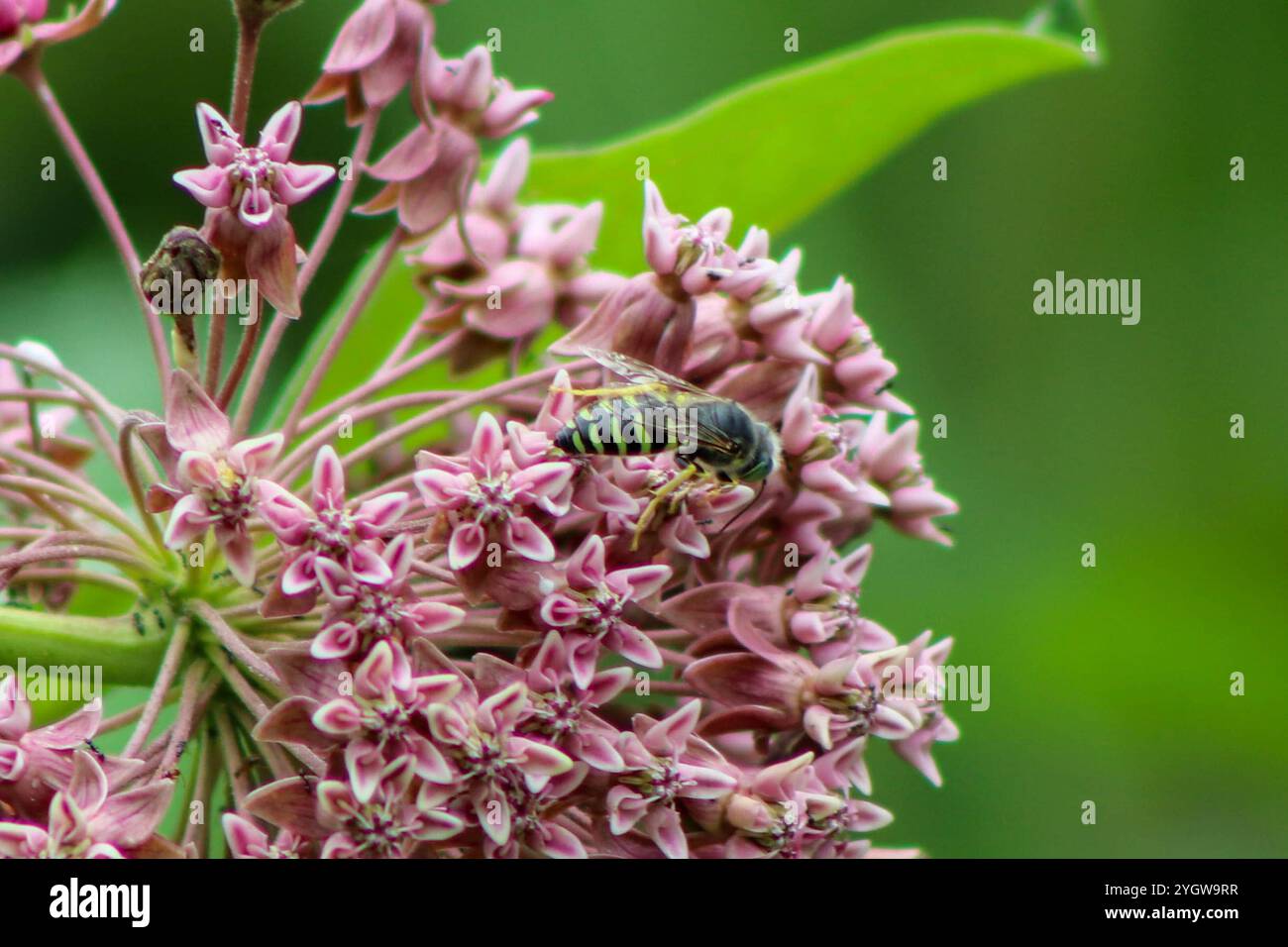 American Sand Wasp (Bembix americana Stock Photo - Alamy