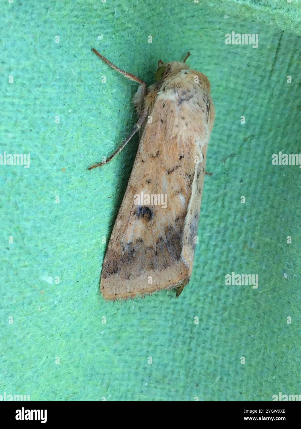 Cotton Bollworm Moth (Helicoverpa armigera Stock Photo - Alamy