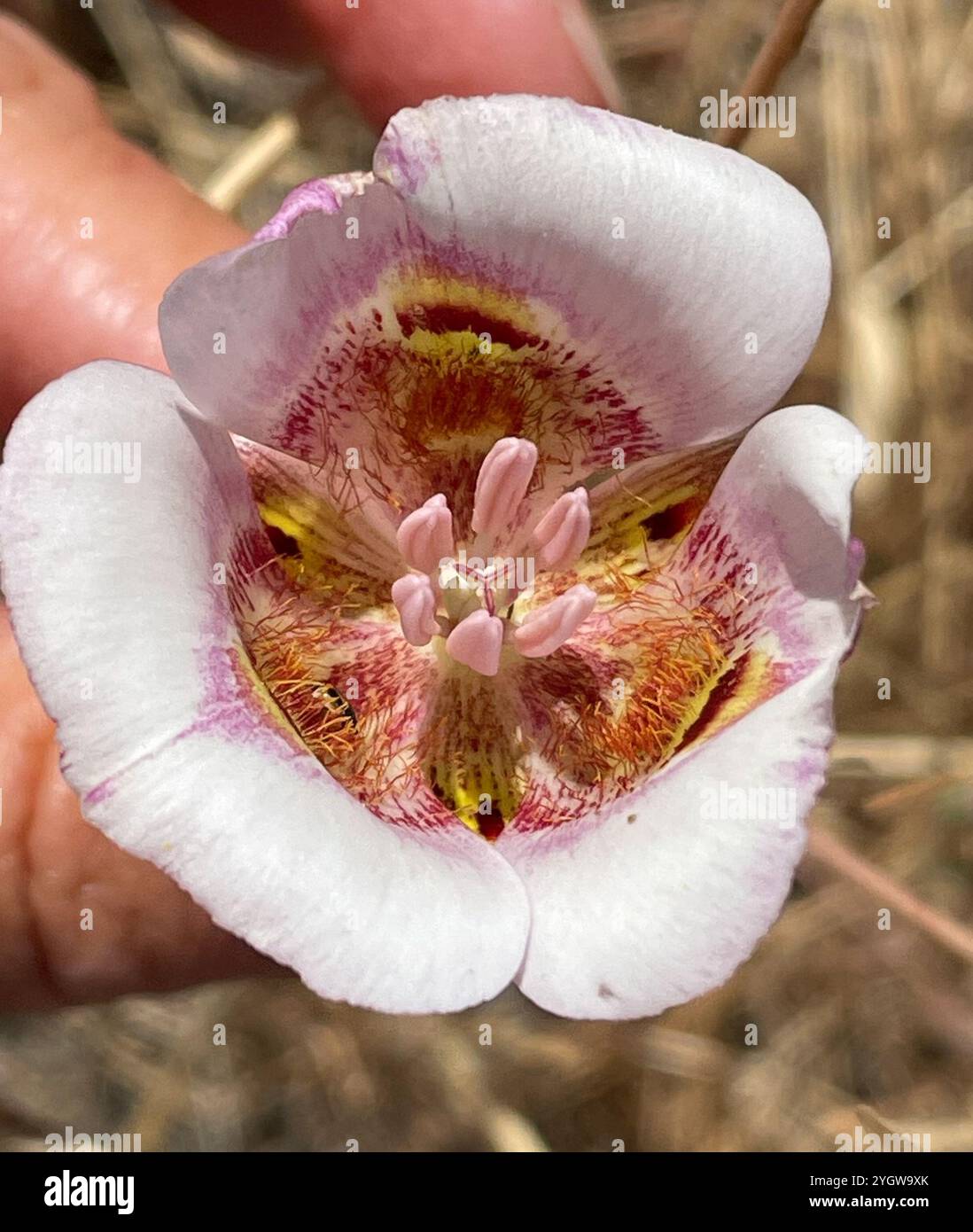 clay mariposa lily (Calochortus argillosus Stock Photo - Alamy