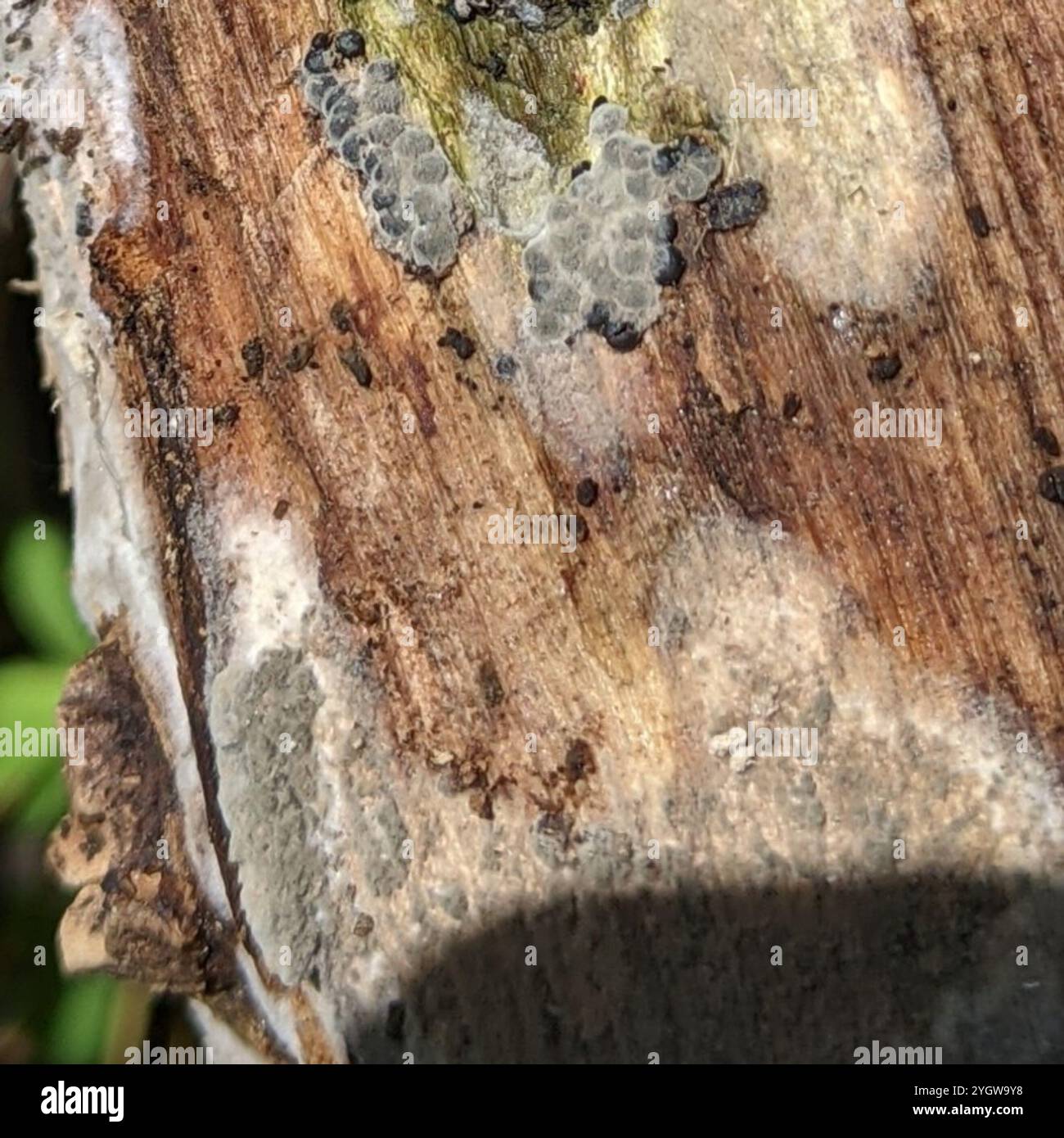 Rosellinia hi-res stock photography and images - Alamy