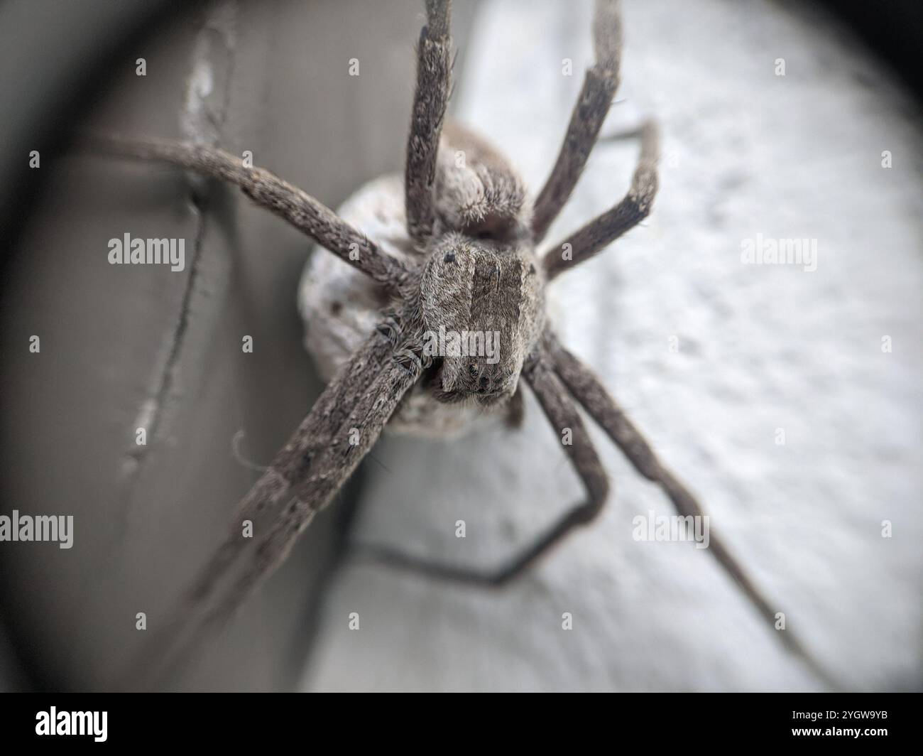 American Nursery Web Spider (Pisaurina mira Stock Photo - Alamy