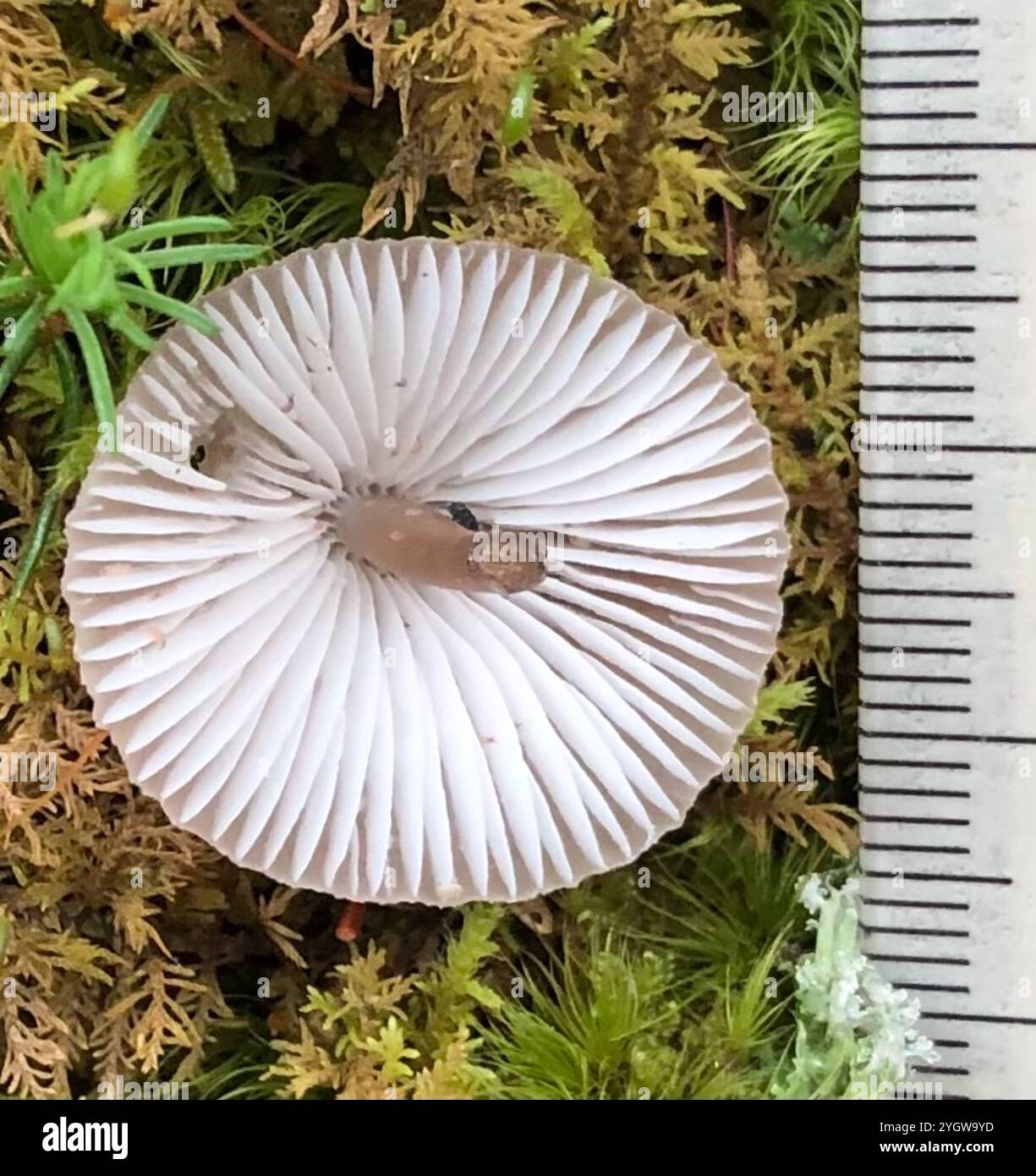 common bonnet (Mycena galericulata Stock Photo - Alamy