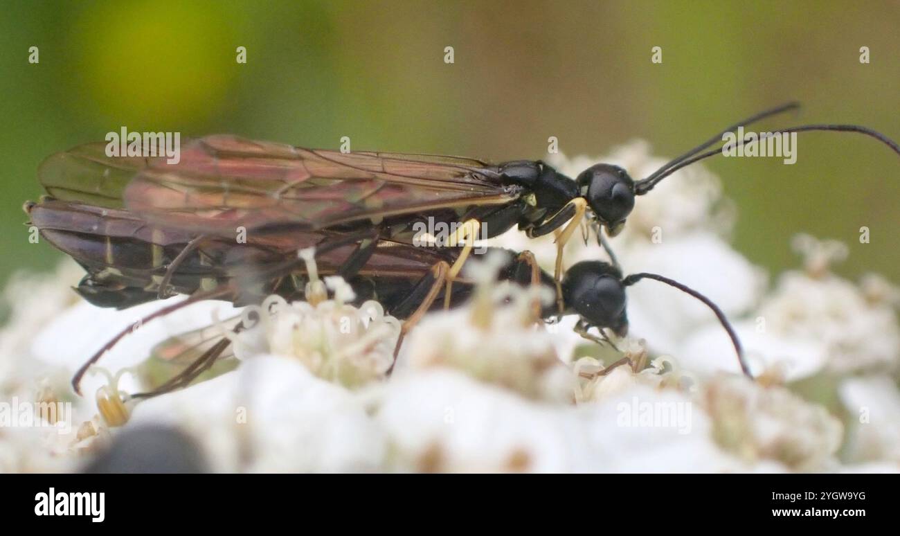 Stem Sawflies (Cephidae Stock Photo - Alamy